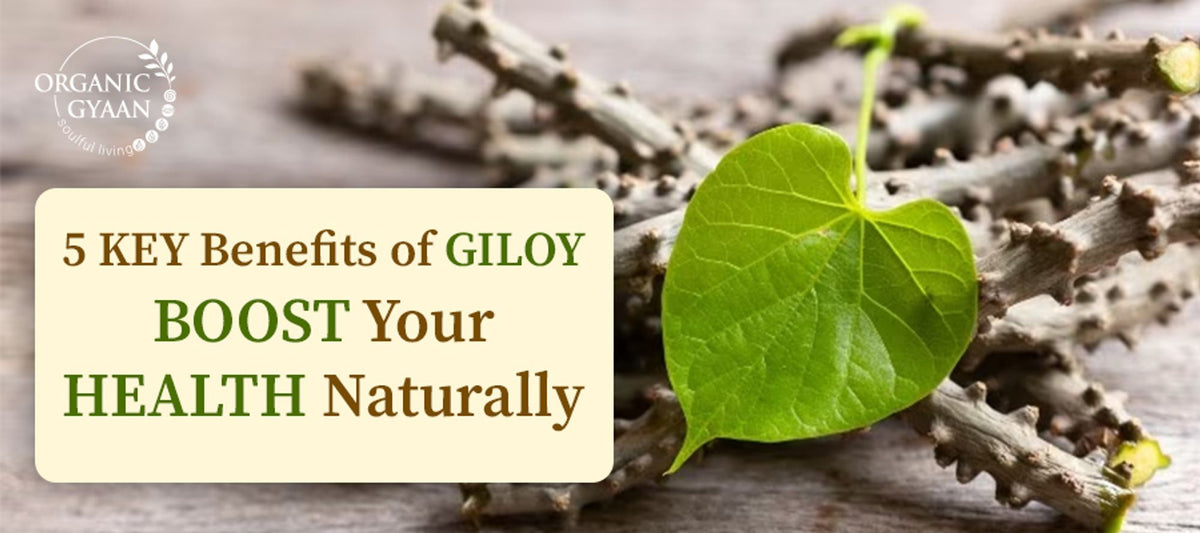 5 Key Benefits of Giloy: Boost Your Health Naturally – Organic Gyaan