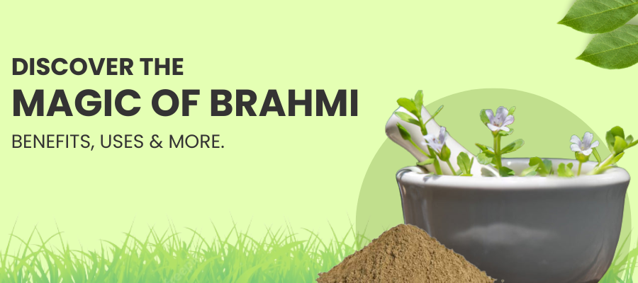 Brahmi Uses & Benefits: Hair, Brain & More – Organic Gyaan