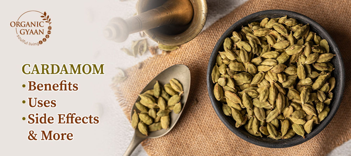 Cardamom - Benefits, Uses, Side Effects, and More – Organic Gyaan