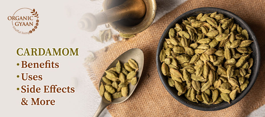 Cardamom - Benefits, Uses, Side Effects, and More – Organic Gyaan