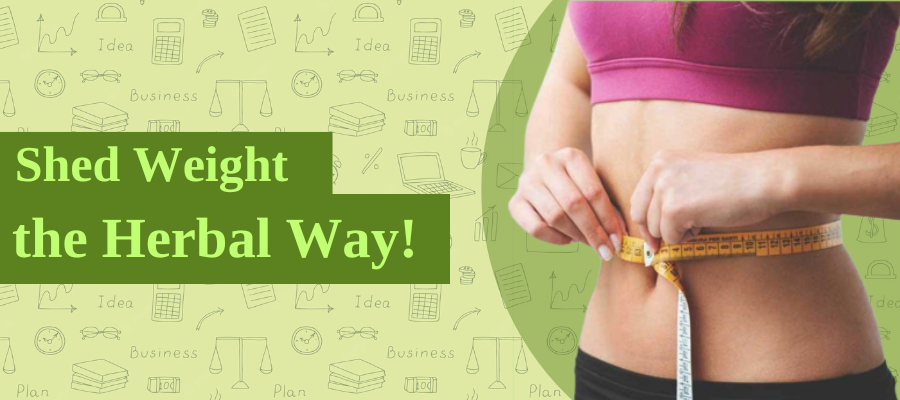 Top 10 Herbs for Natural Weight Loss – Organic Gyaan