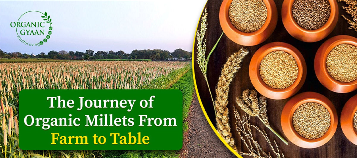 Organic Millet's Journey: From Farm to Table – Organic Gyaan