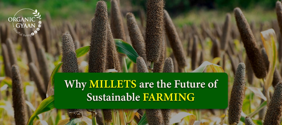 Millets: Sustainable Farming's Future Unveiled – Organic Gyaan
