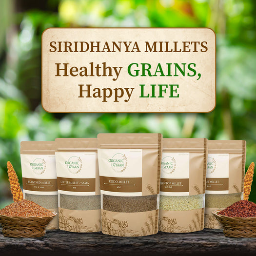 All about of Foxtail Millets – Organic Gyaan